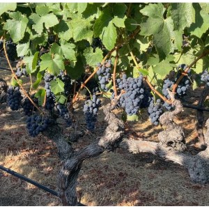Sampling Barbera for Sparkling - Steven Kent Mirassou